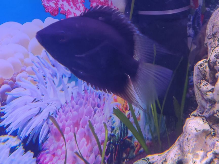 Аквариумные рыбки