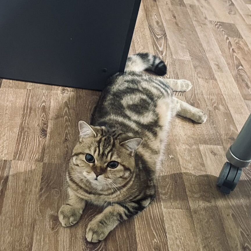 Шотландский прямоухий короткошёрстный кот, вязка