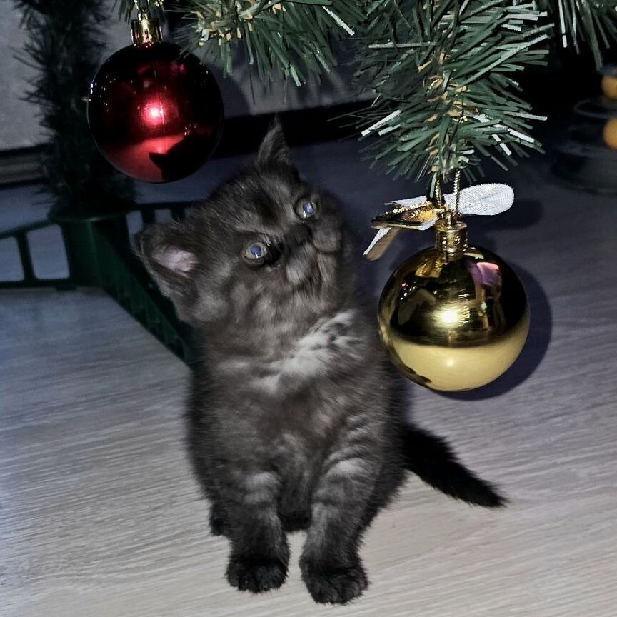 Шотландская чёрная красавица