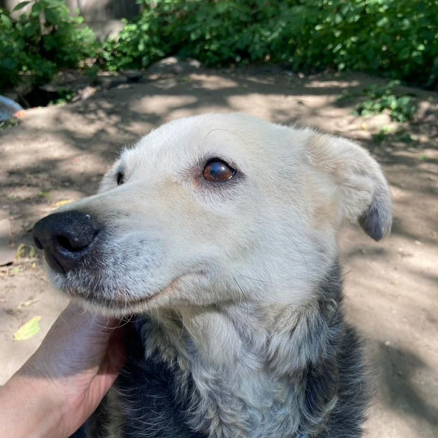 Барби ищет любящих хозяев