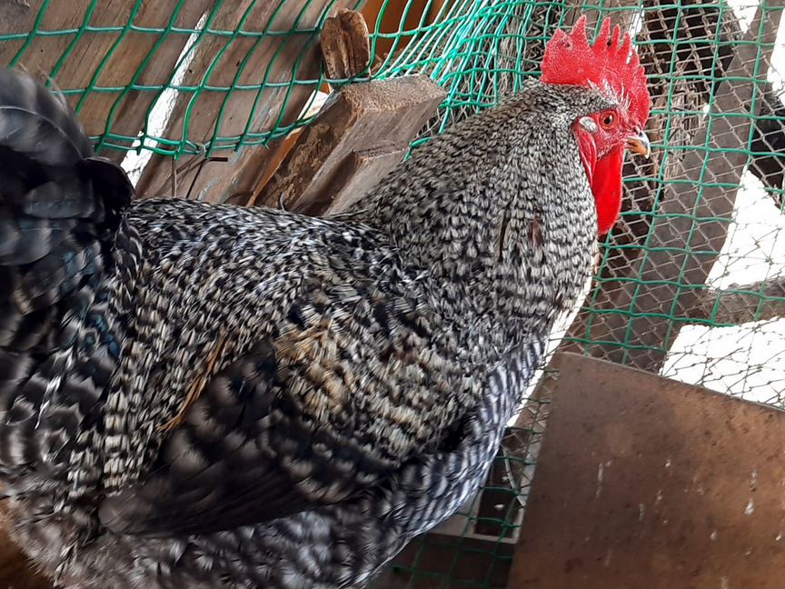 Продажа домашней птицы