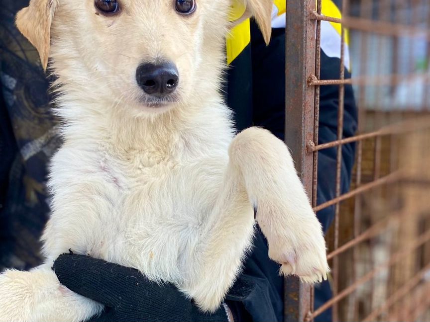 Щенок 7 месяцев