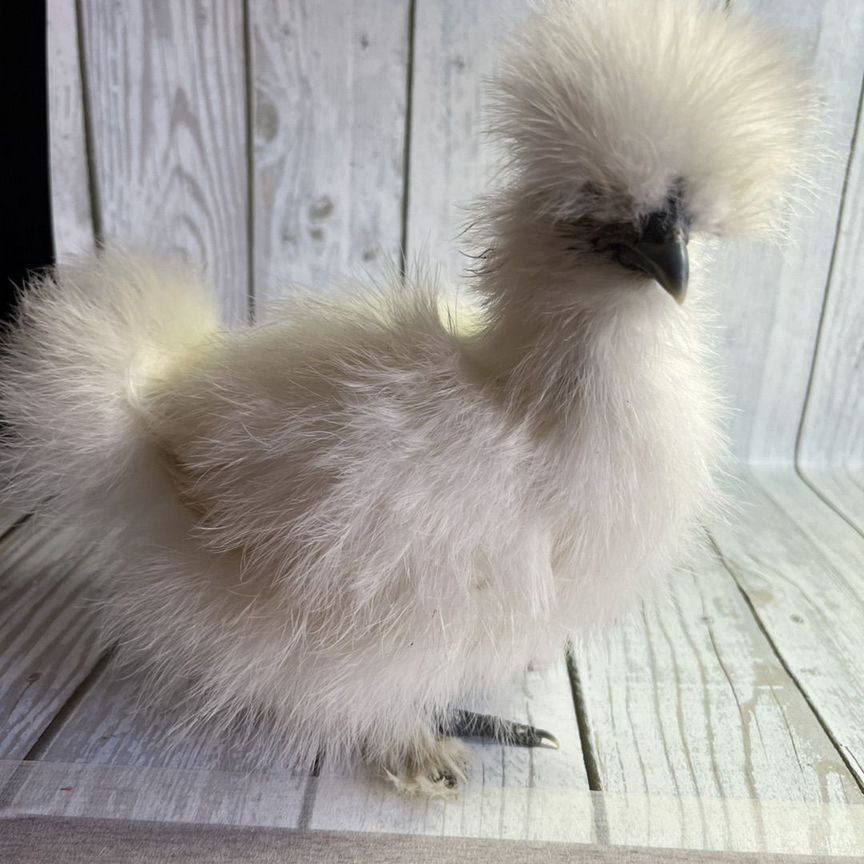 Цыплята Китайской Шелковой