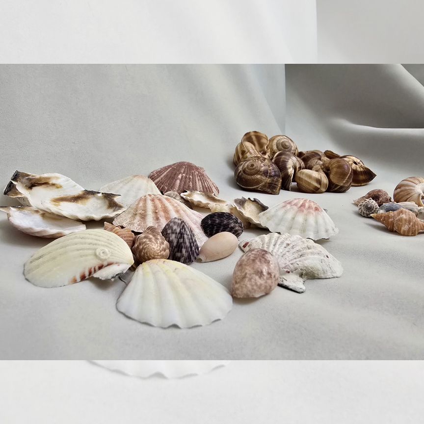 Морские ракушки