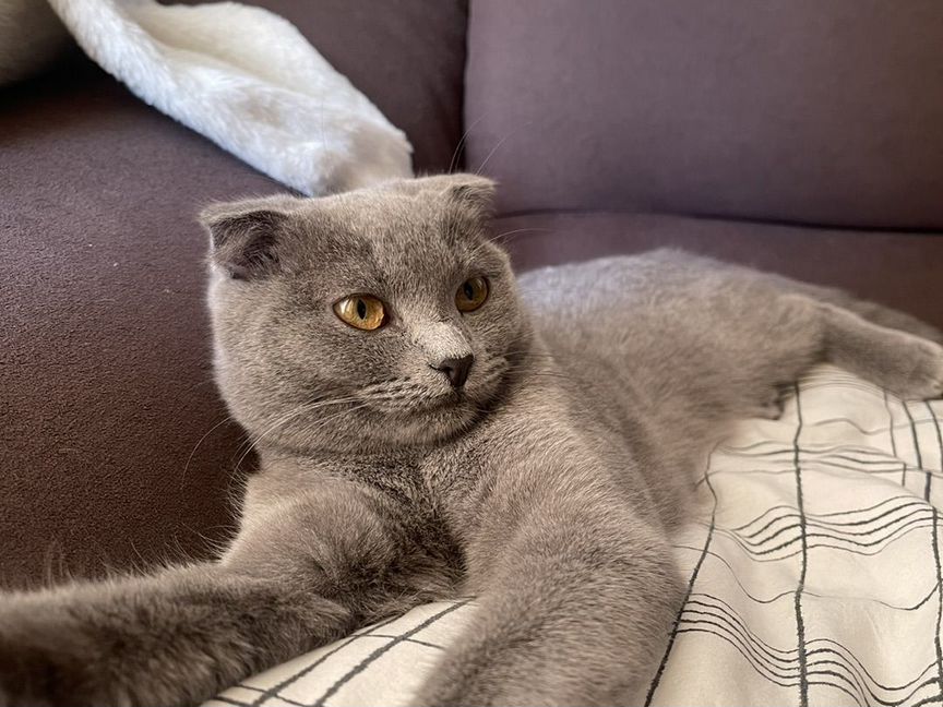 Шотландская вислоухая кошка