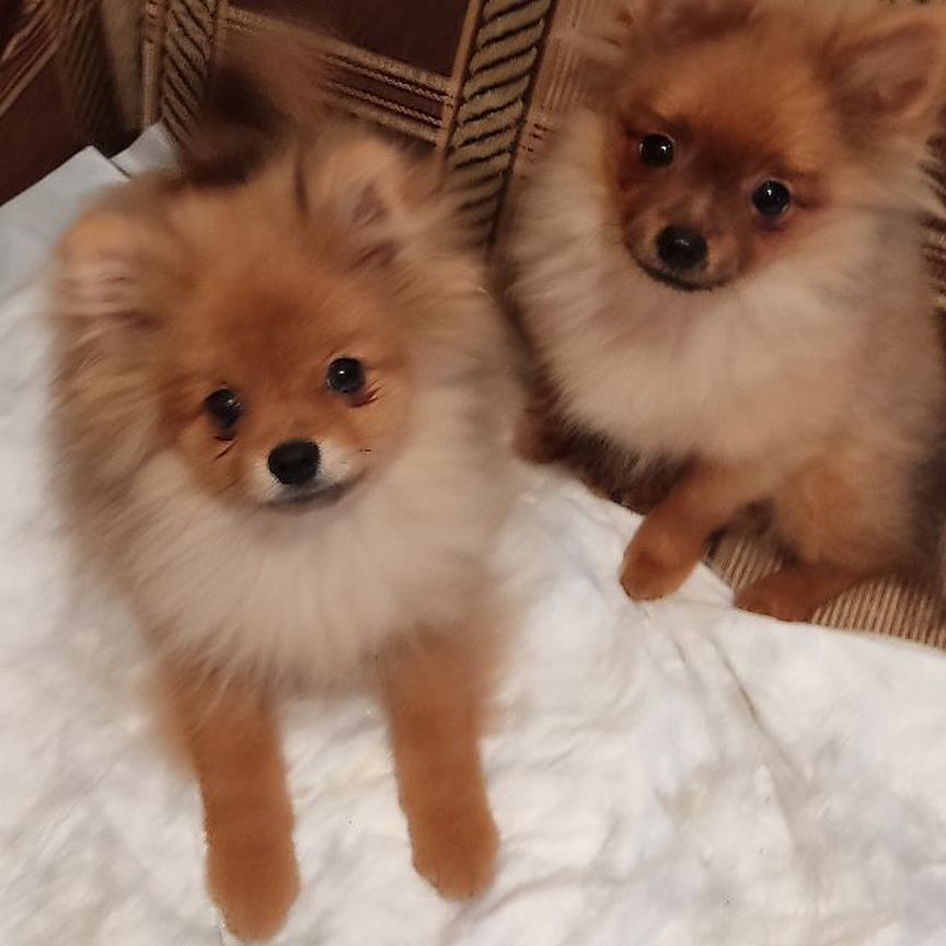 Шпиц померанский