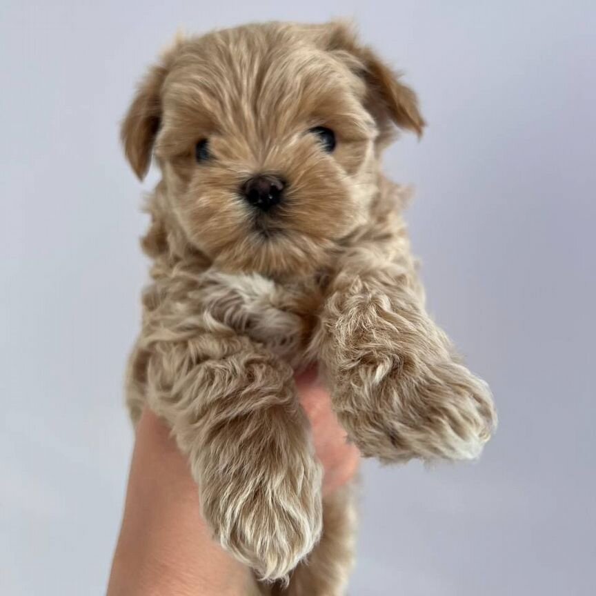 Собачки Мальтипу мини