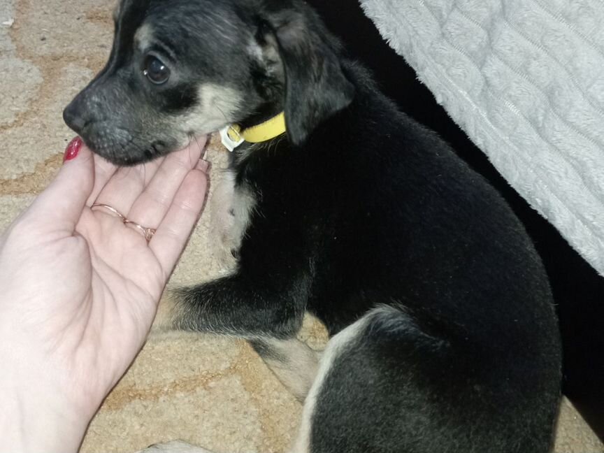 Той -терьерчик