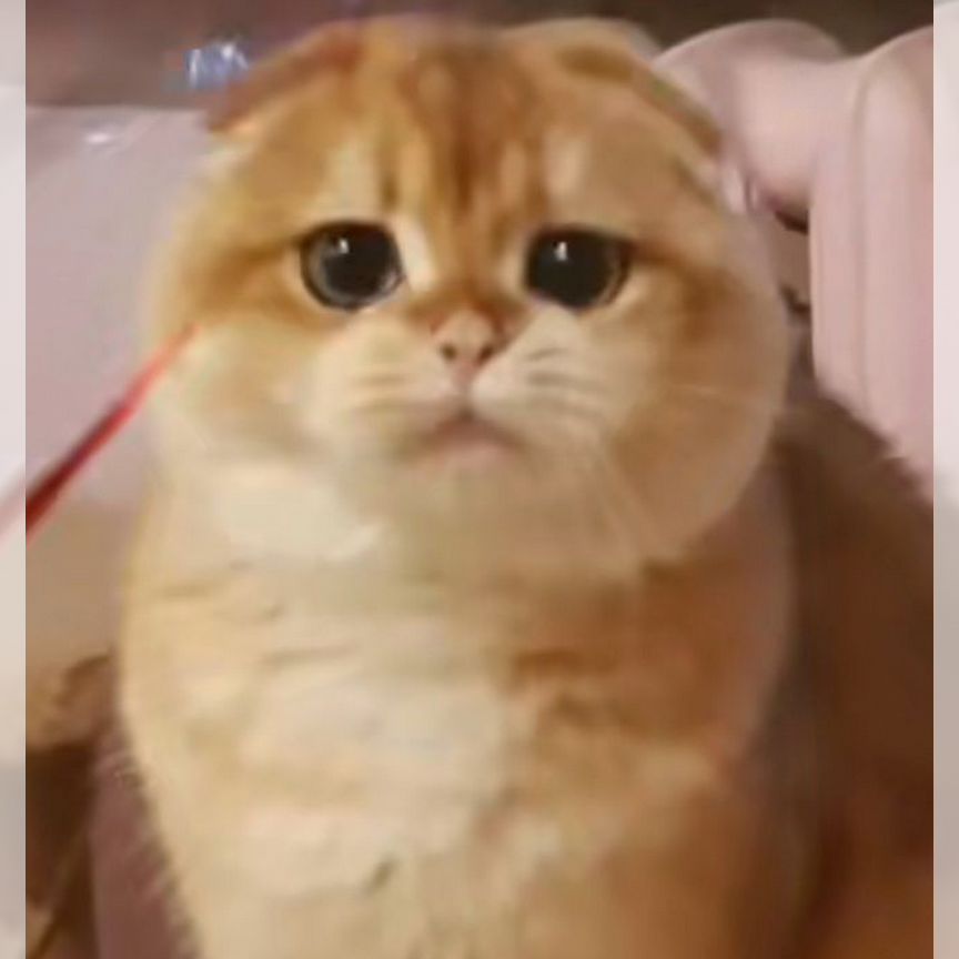 Шотландский вислоухий короткошёрстный кот, вязка