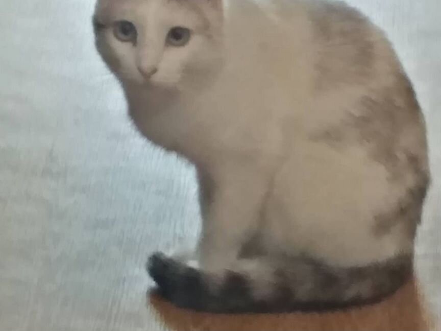 Яна-тихая кошечка