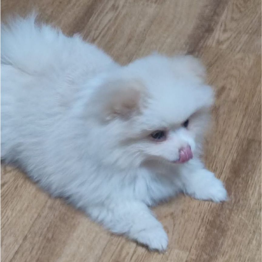 Померанский шпиц, щенок