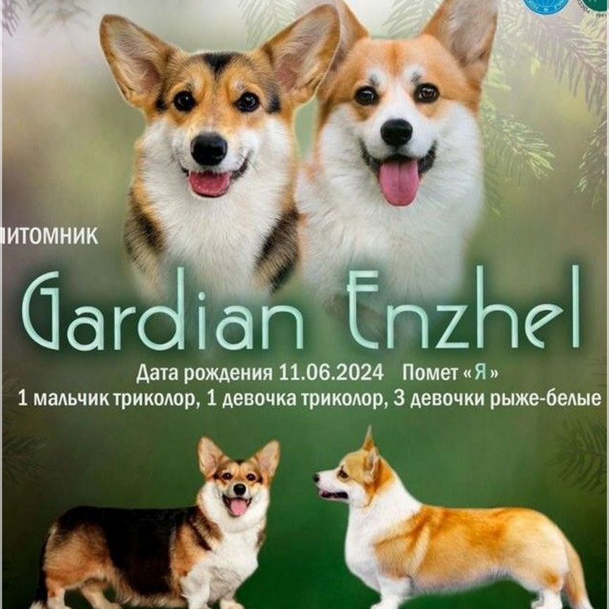 Продаются щенки Корги