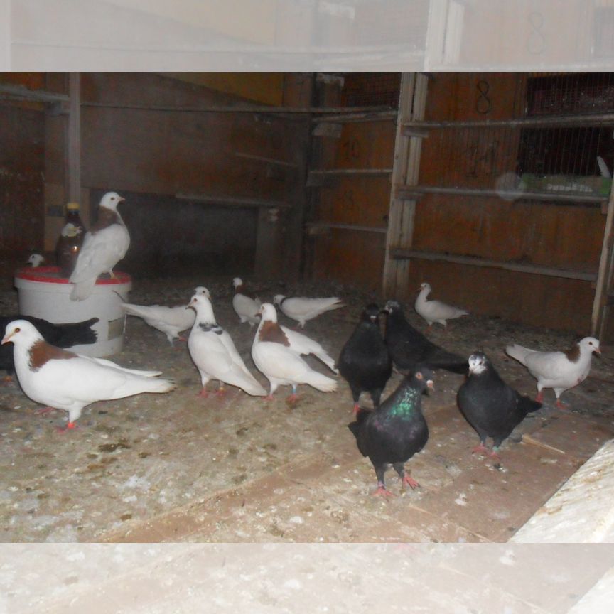 Купля продажа голубей