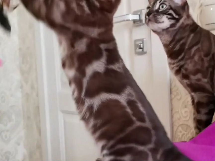 Бенгальская девочка