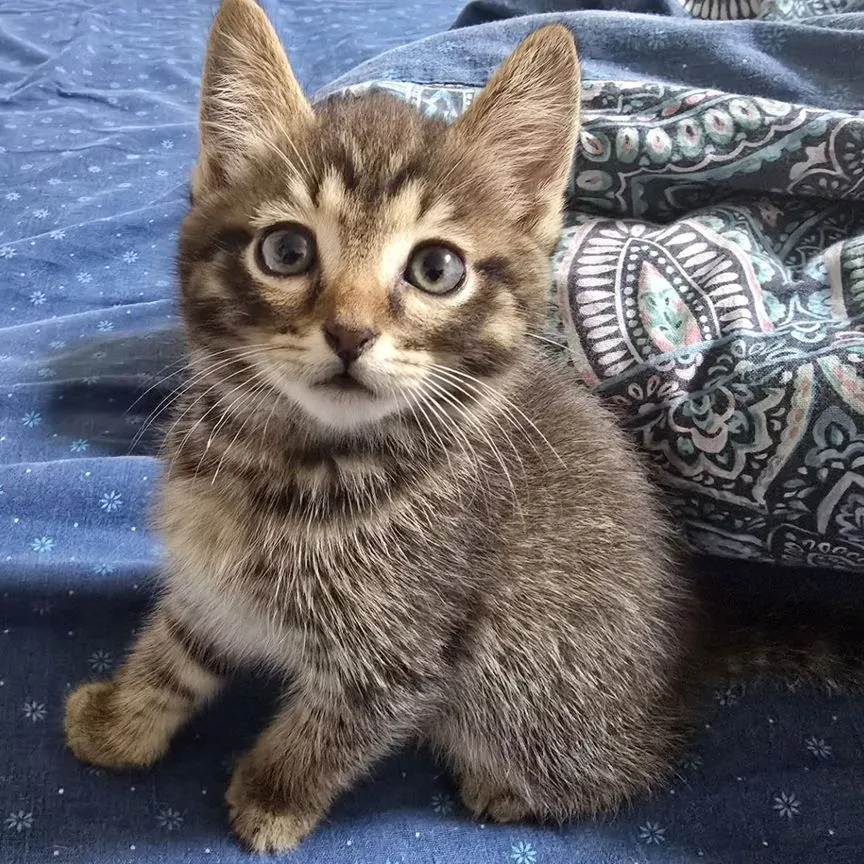 Котята в добрые руки 1 месяц