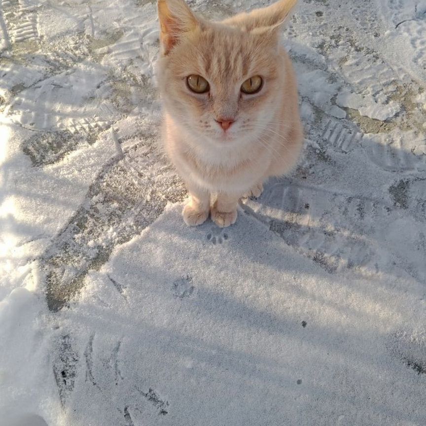 Принцесса в добрые руки