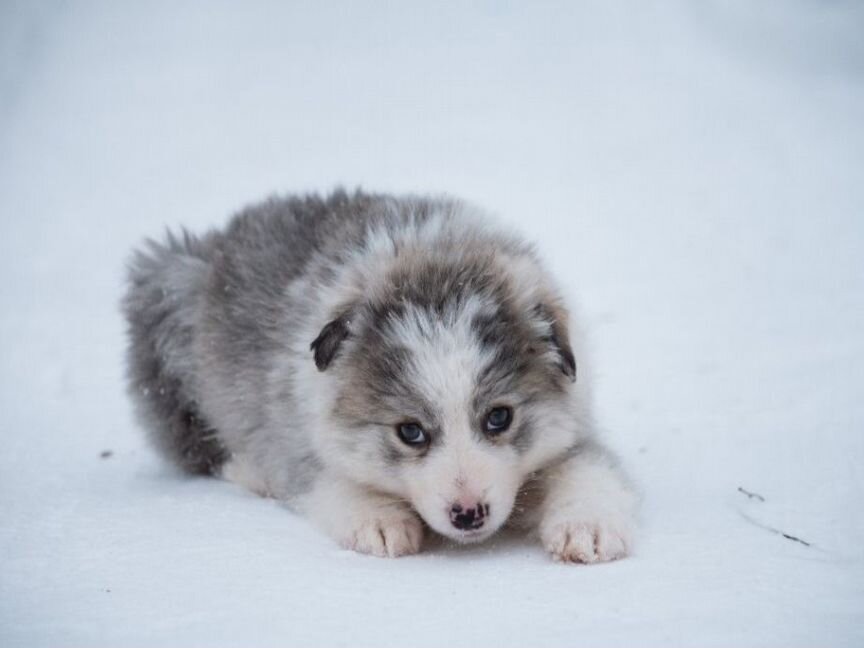 Щенок метис бобтейла