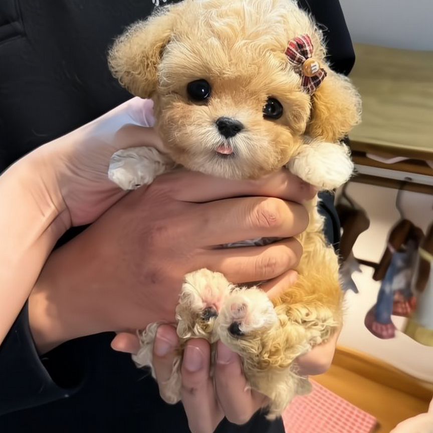 Мальтипу, щенок