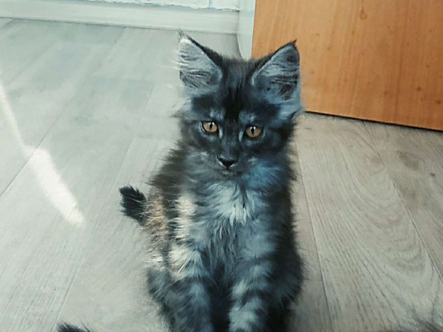 Кошечки мейн-кун