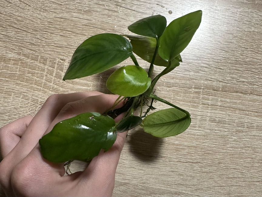 Аквариумные растения