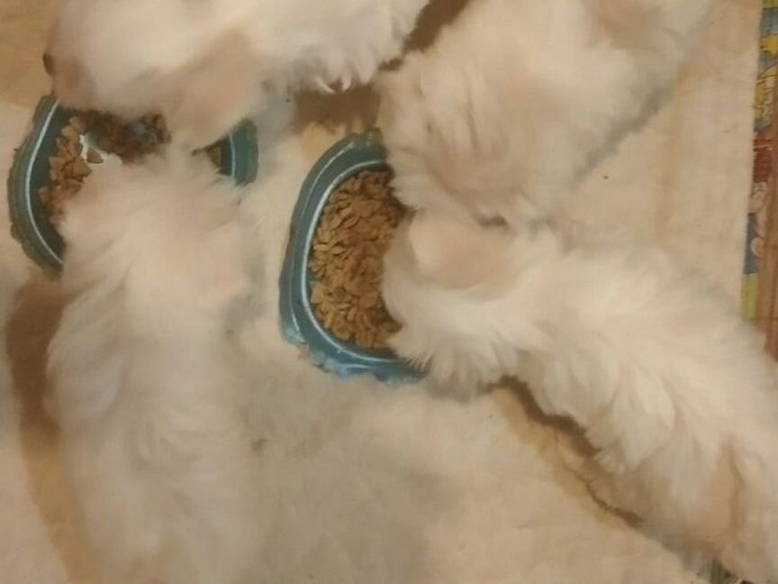 Щенки мальтезе с документами РКФ