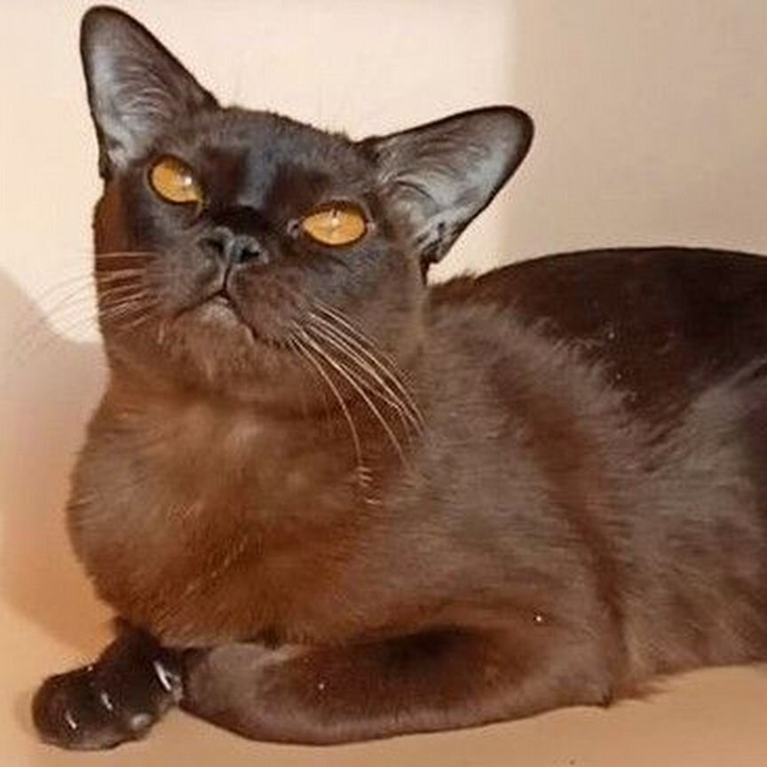 Бурманские котята