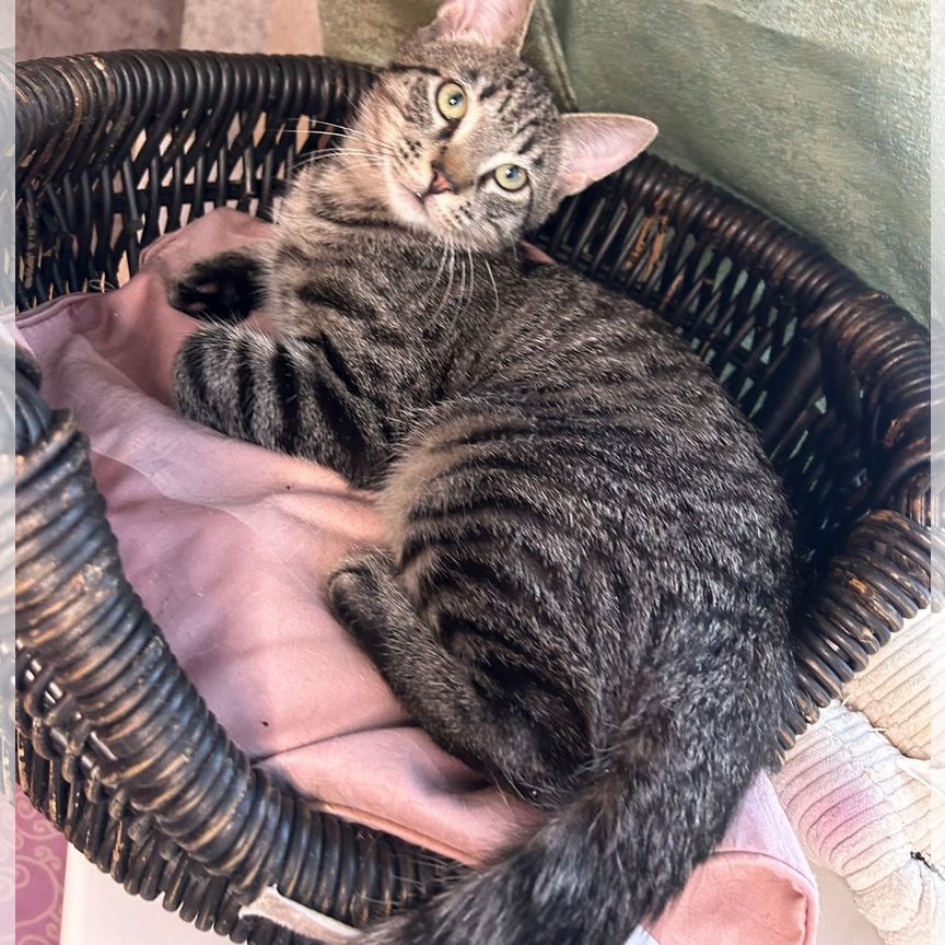 Европейский короткошёрстный котёнок