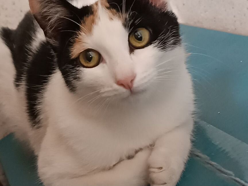 Кошечка Ева