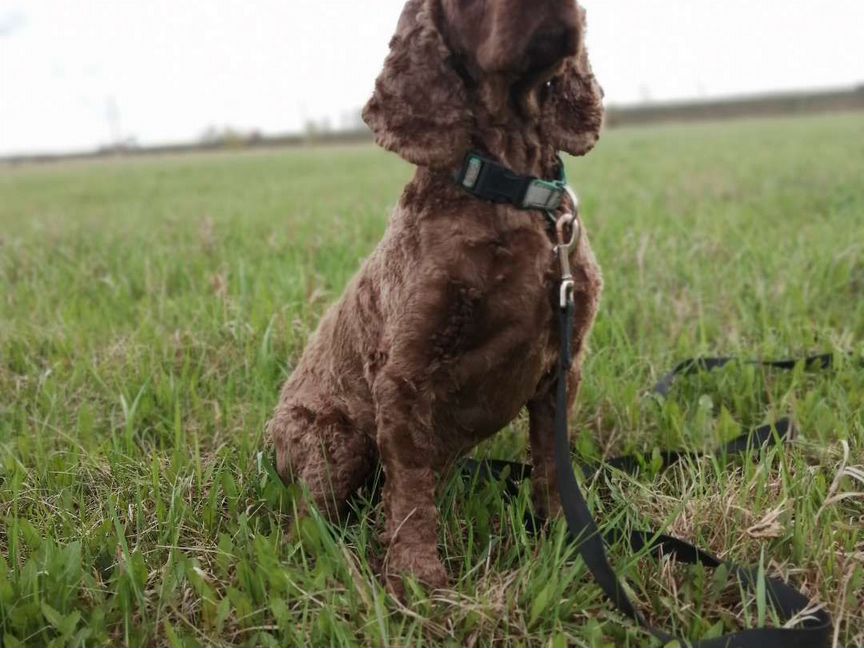 Американский кокер спаниель вязка