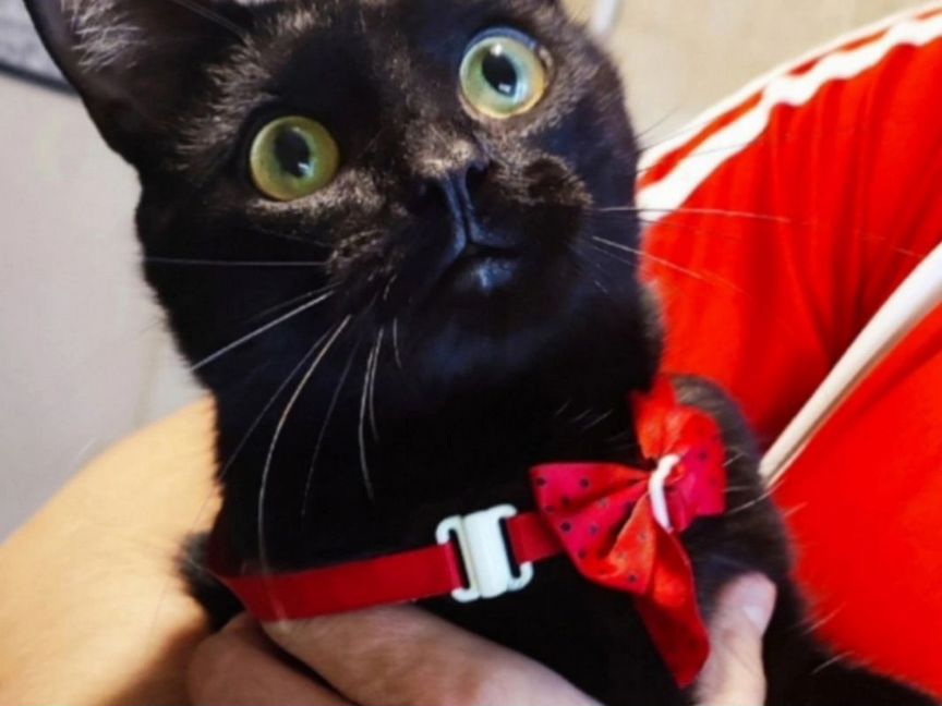 Шилопоп Славик ищет вторую половинку