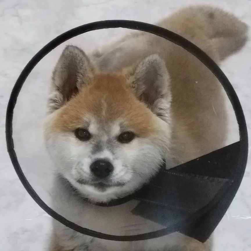 Акита-ину, щенок