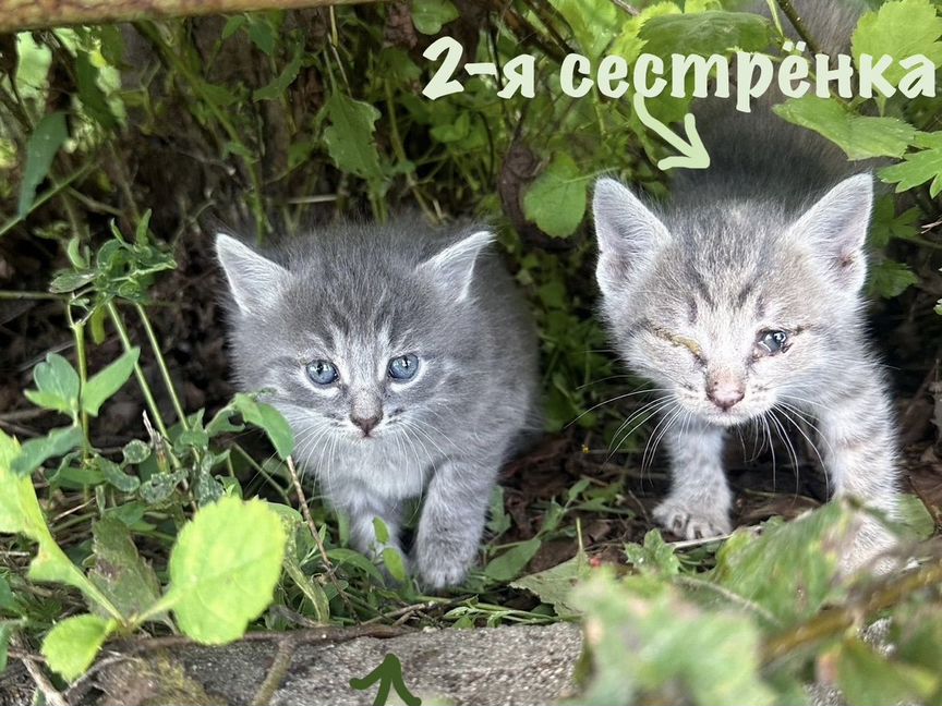 Котята в добрые руки