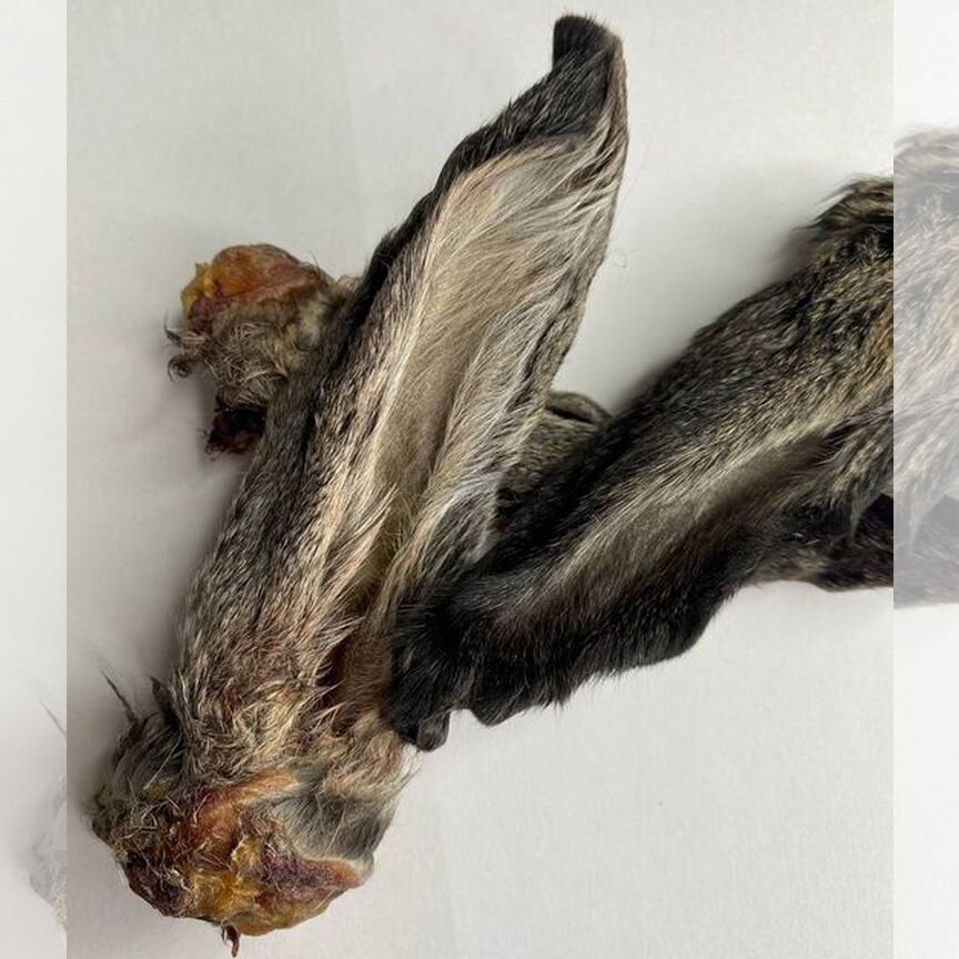 Уши кролика сушеные