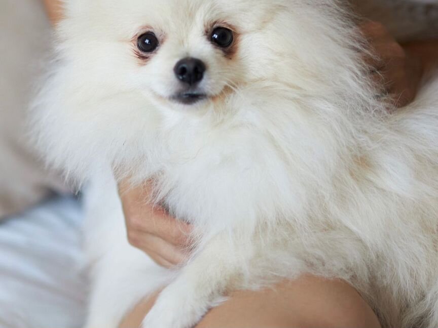 Померанский шпиц медвежьего типа