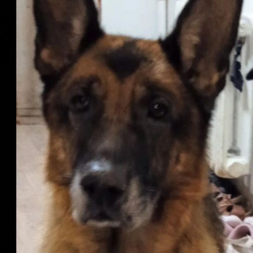 Потерялась собака