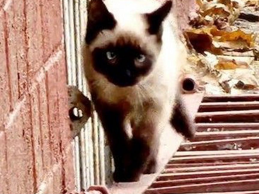 Сиамский котёнок в поиске дома