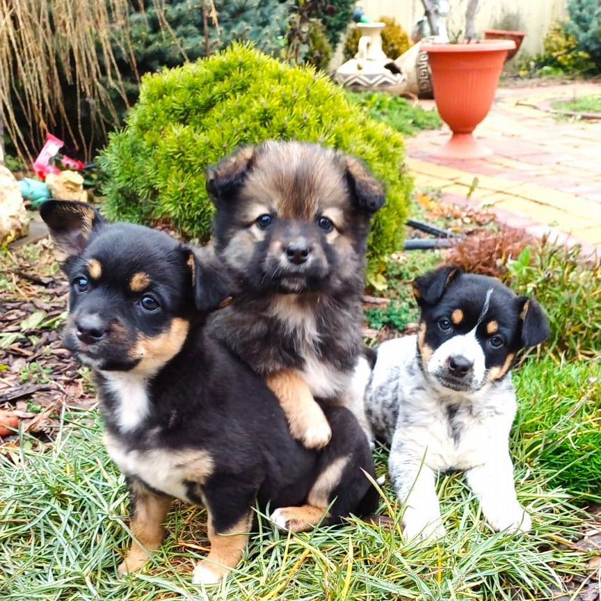 Щенки в добрые руки