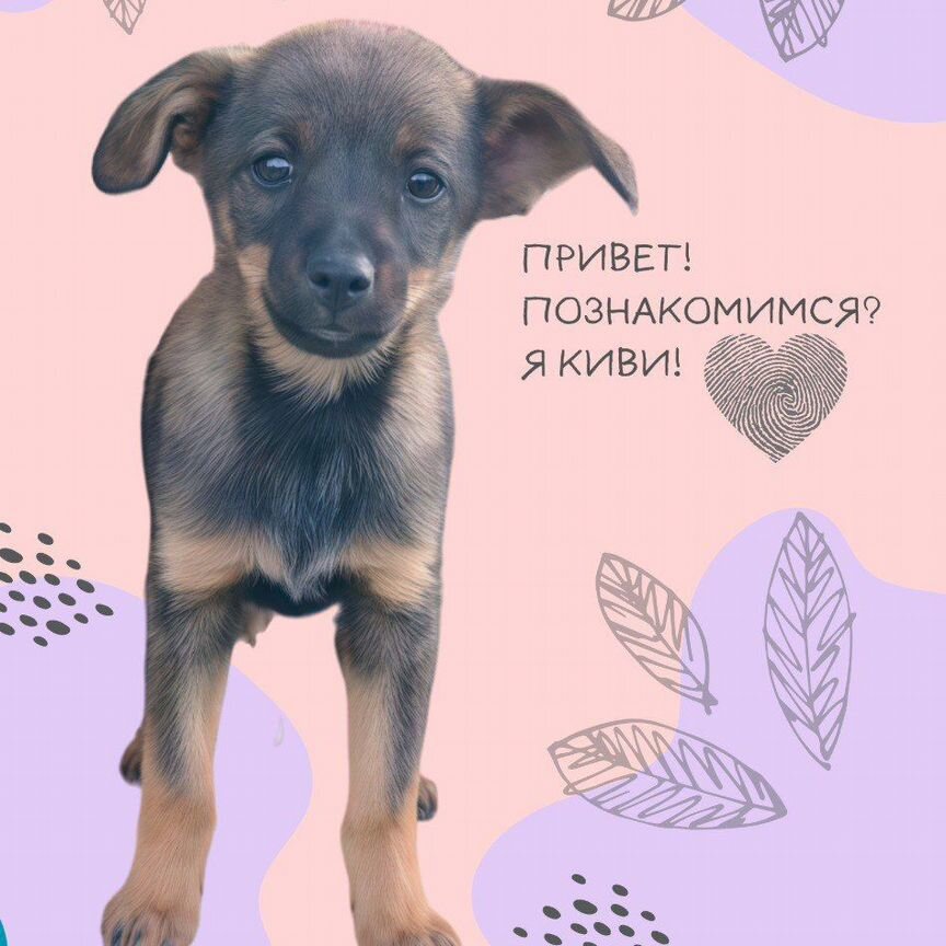 Щенок в добрые руки