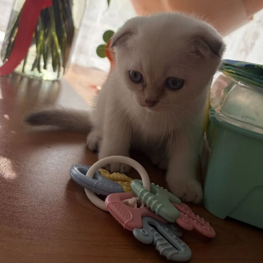 Шотландский вислоухий короткошёрстный котёнок