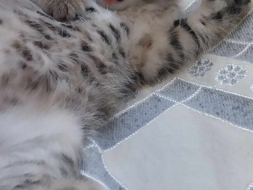 Кошка