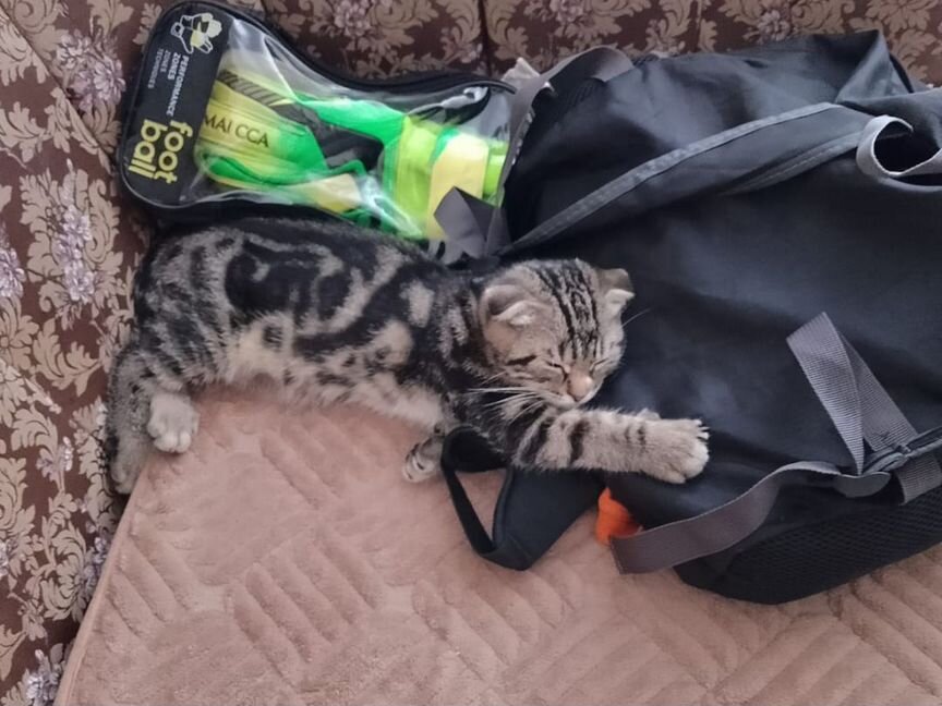 Котенок бобтейл