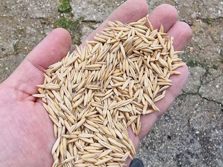 Зерносмесь овёс