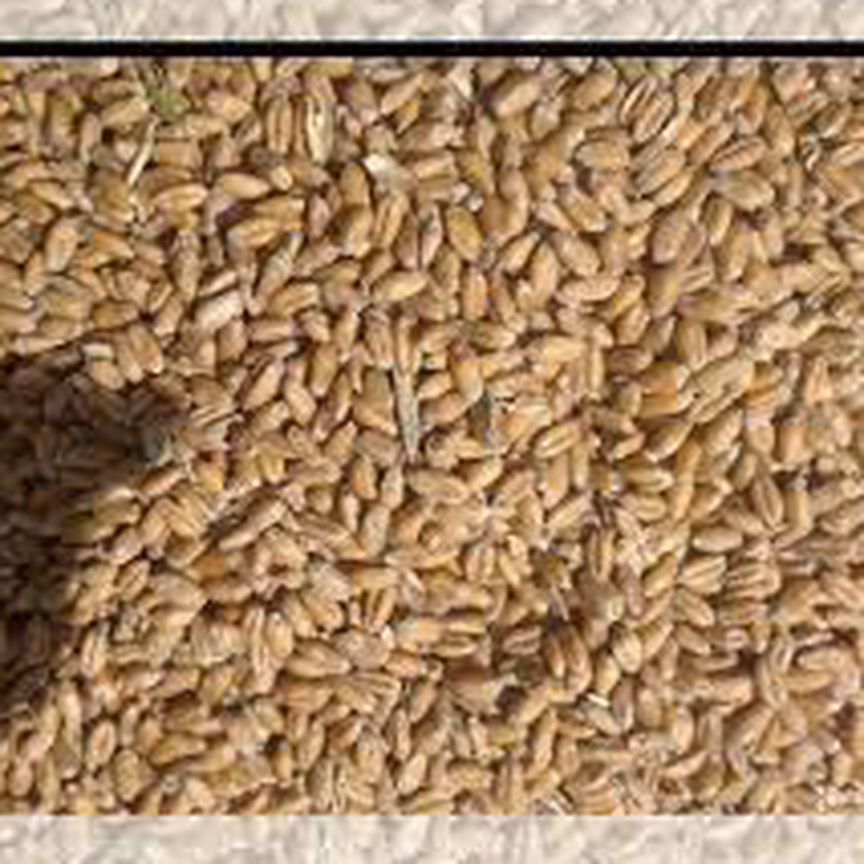 Зерно пшеница ячмень в мешках