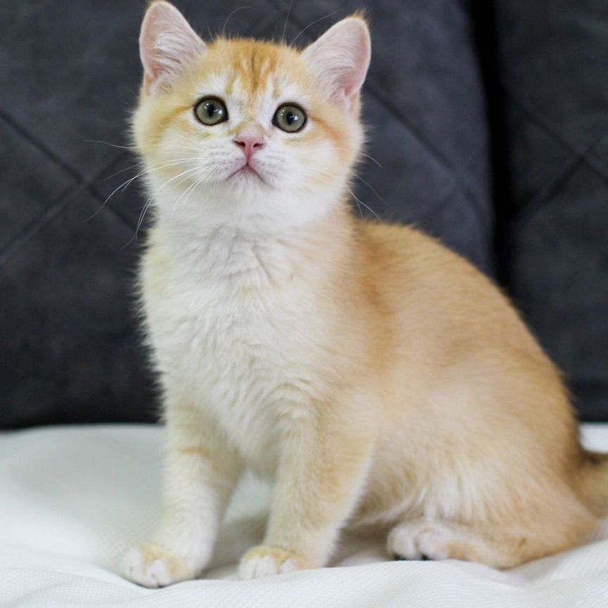 Котик золотая шиншилла