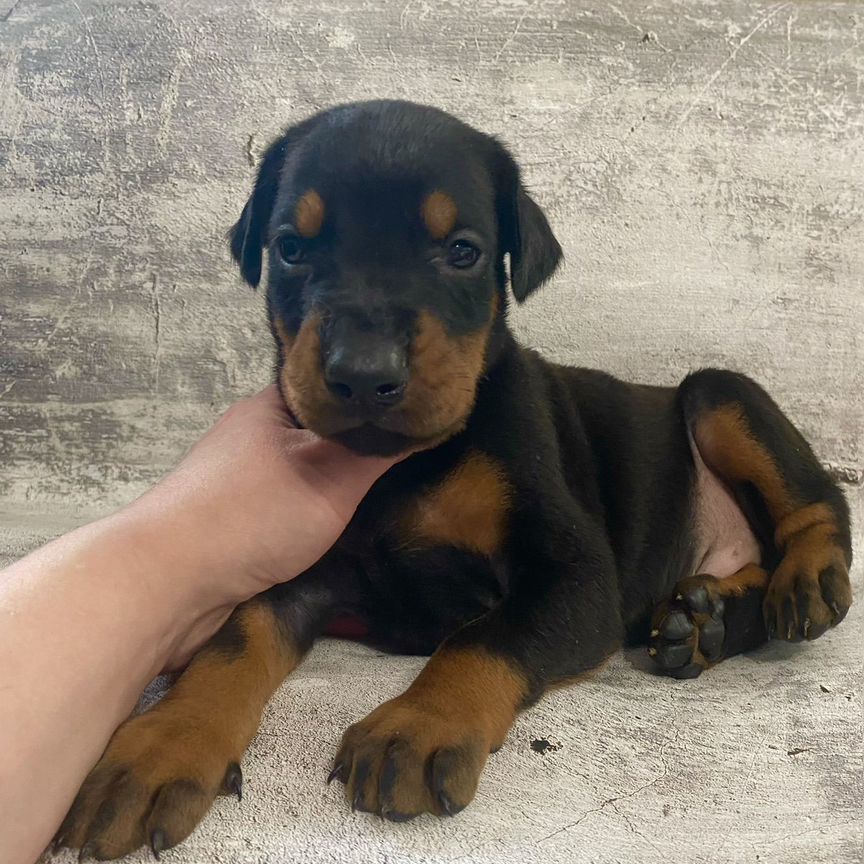 Д о б е р м а н ч и к и р к ф