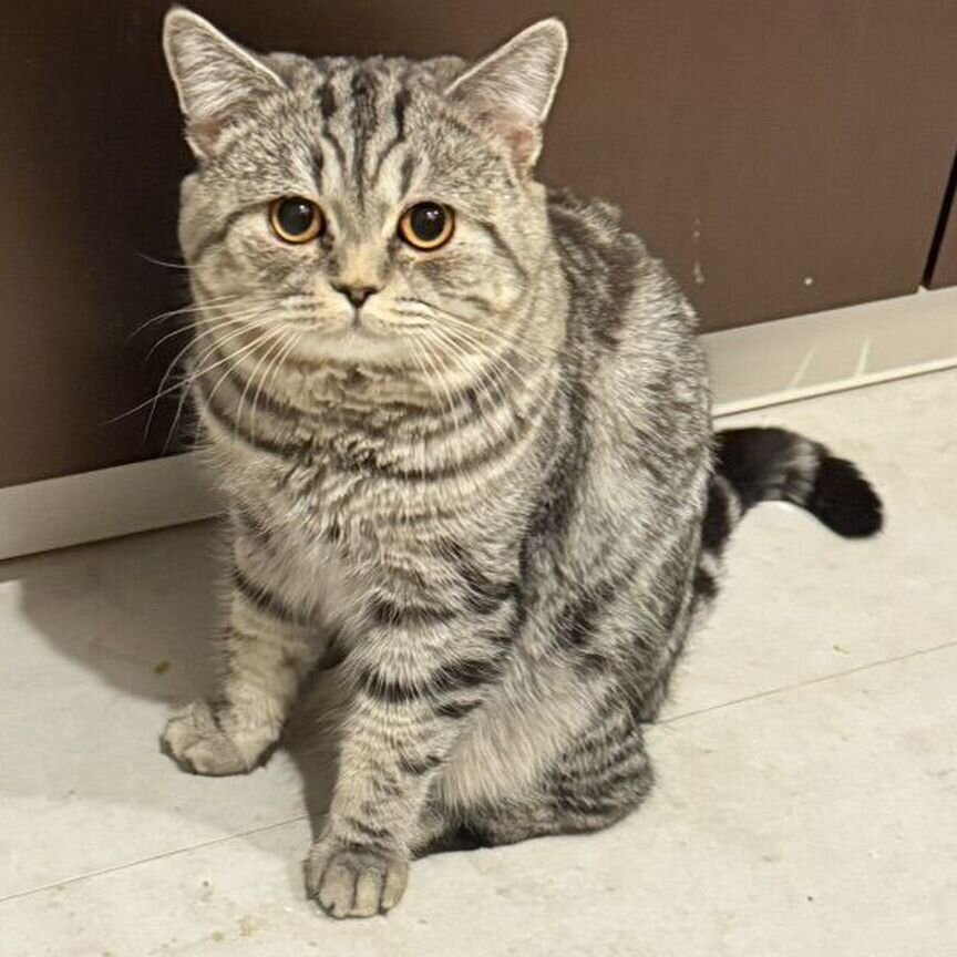 Шотландский вислоухий короткошёрстный котёнок