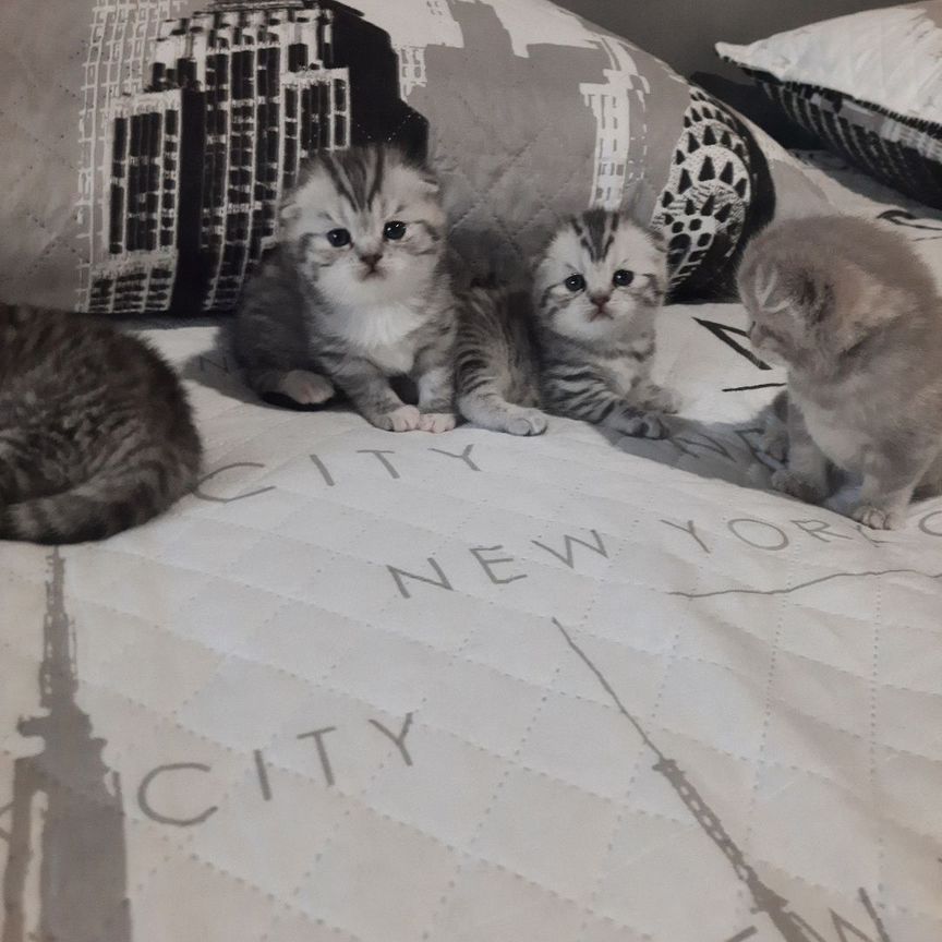 Британские котята 22дня