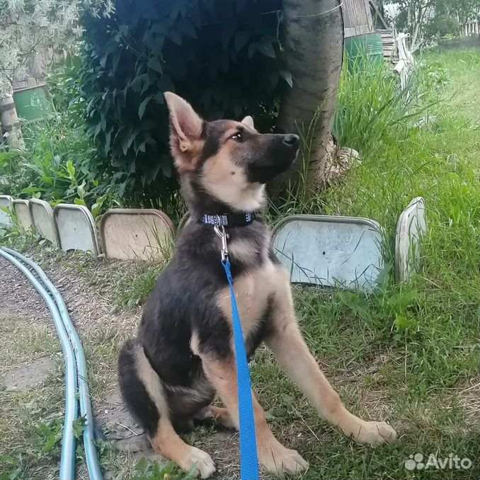 Щенок кобель бесплатно