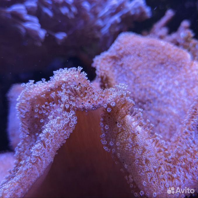 Коралл Саркофитон