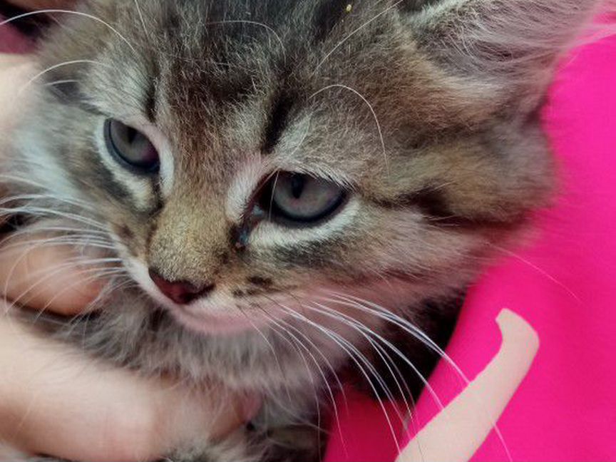 Котята в добрые руки